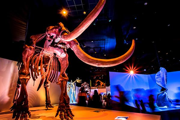 Houston museums focused on history and culture – The Texas Informer