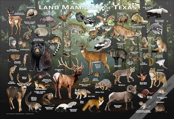 The wildlife of Texas: animals you should know – The Texas Informer