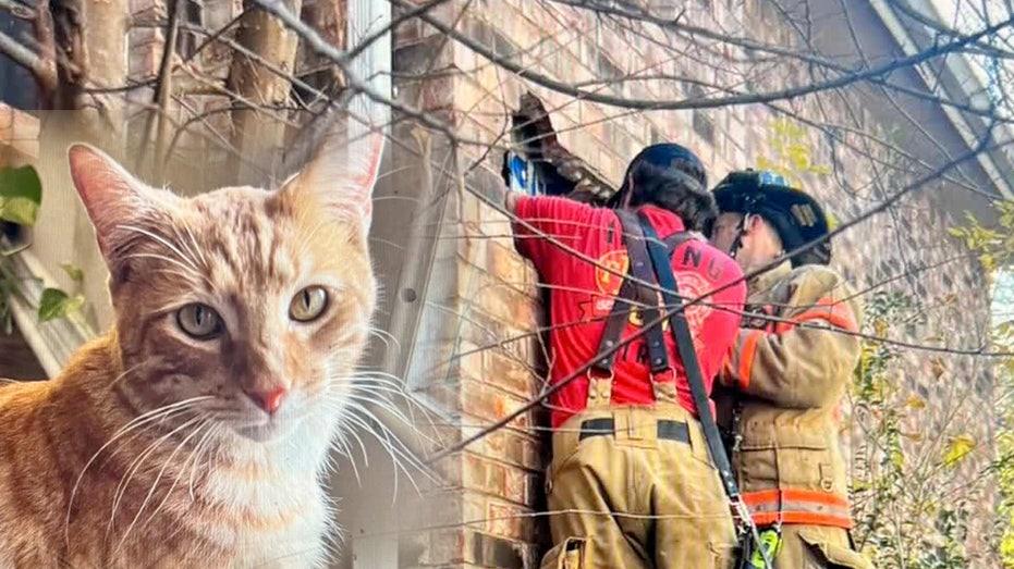 Felix the Cat’s Heartwarming Christmas Eve Rescue: Relaxing Under the ...
